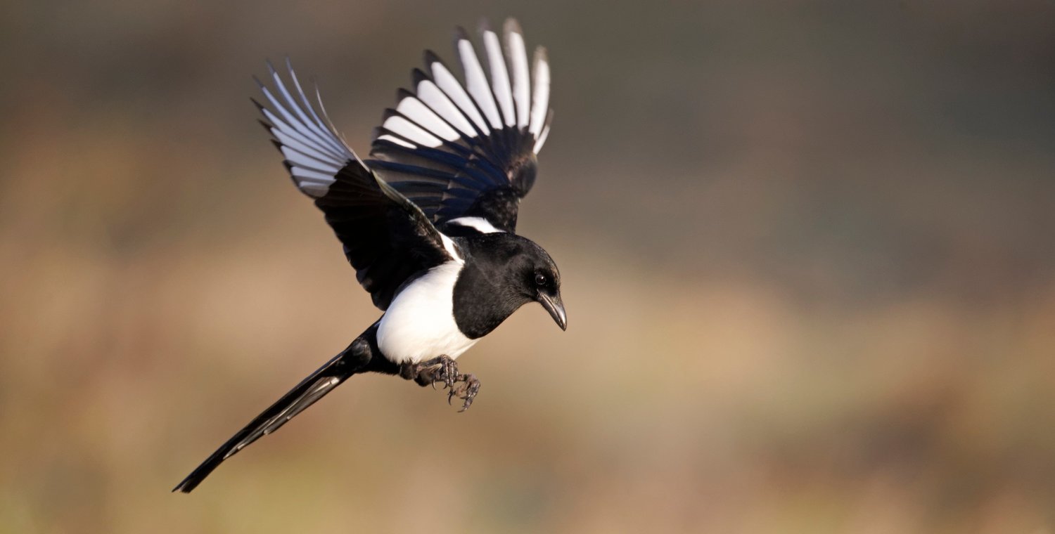 Introducing Magpie: The Data Engineering Platform - Silectis